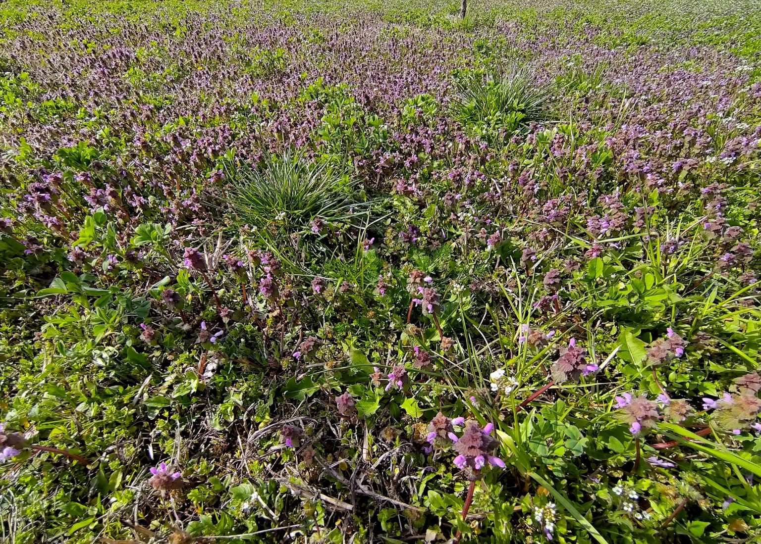 Agro: O primăvară plină de pizdă – Blogul unui om insurat