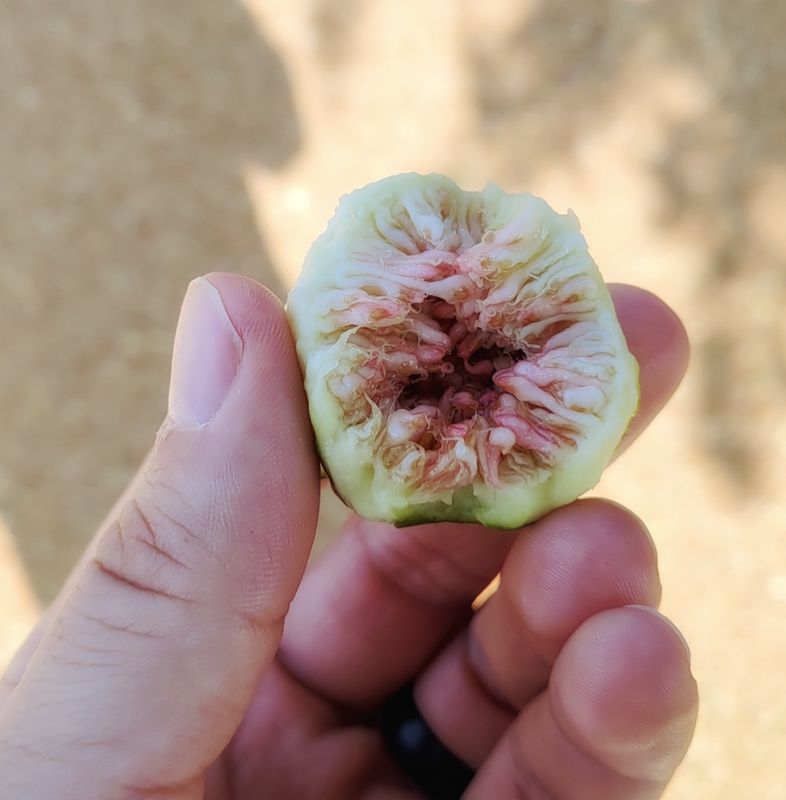 Instagramă: #smochina – Blogul unui om insurat